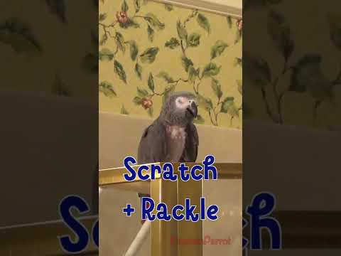 New word! “Scrackle” A compound combination word! 🤣 #inventaword #newword #shorts #einsteinparrot