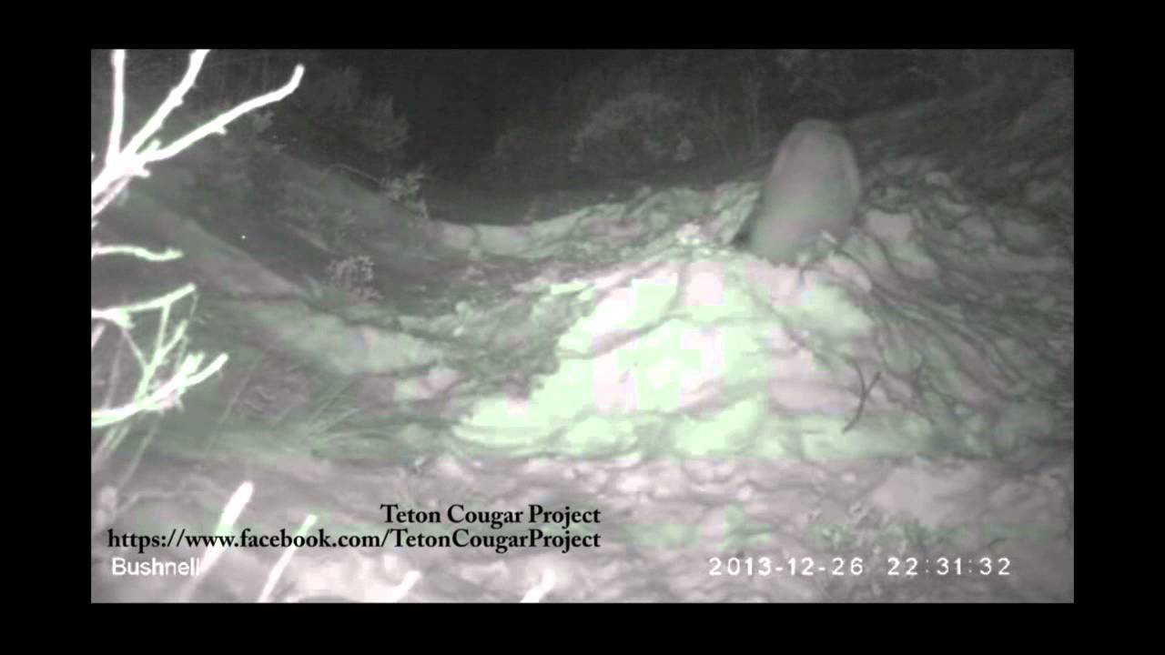 RedFox Excavating Igloo