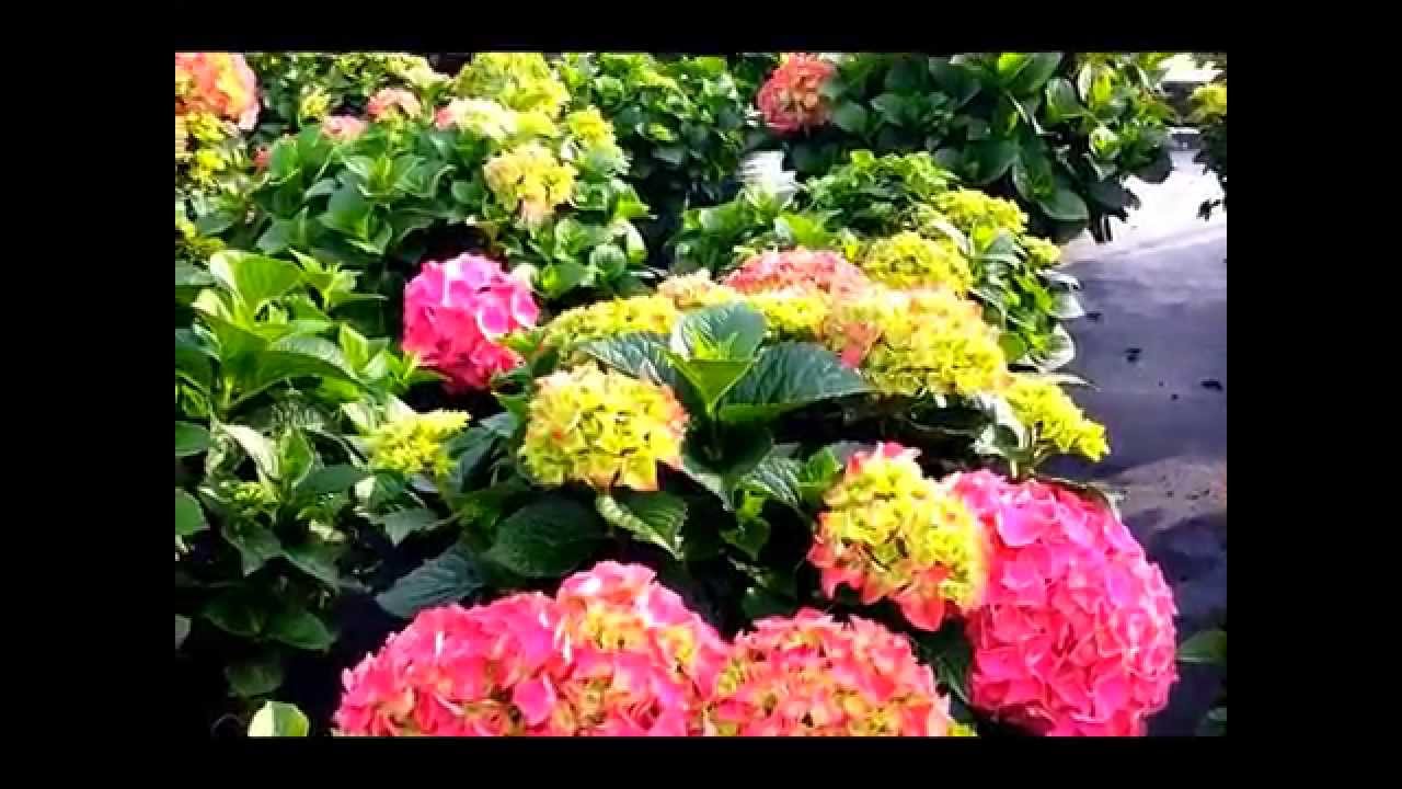 Best Flowering Shrubs, Hydrangea Alpenglow (Mophead Hydrangea)