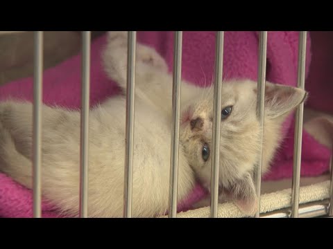 Houston animal shelters reducing fees for holiday adoptions