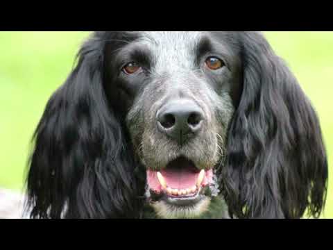 [Blue Picardy Spaniel] pros and cons of owning a Blue Picardy Spaniel