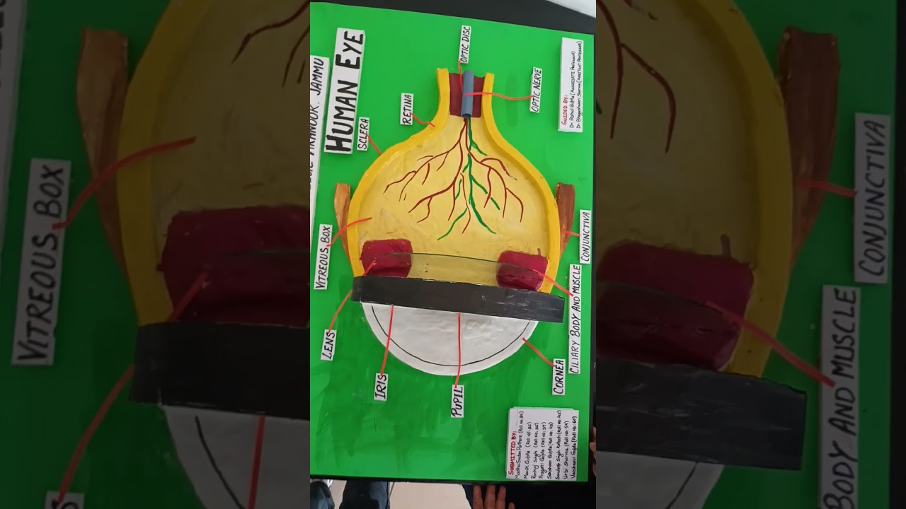 eye model part 1 #gamc akhnoor