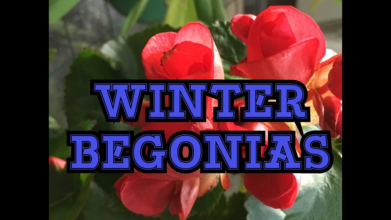 GARDENING GUIDE: RIEGER BEGONIA CARE /THE ELATIOR WINTER BEGONIA IN THE GARDEN AND GREENHOUSE