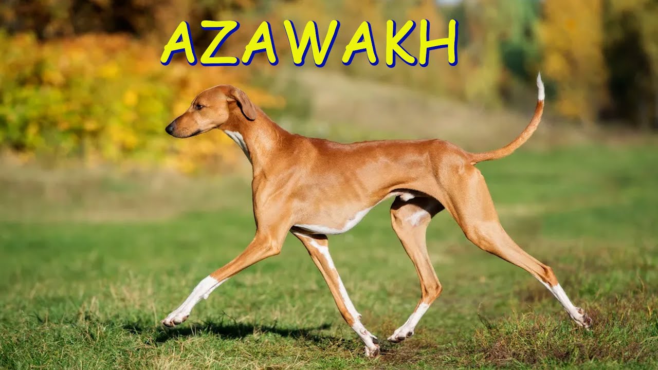 AZAWAKH - ASPETTO FISICO , ADDESTRAMENTO, ALIMENTAZIONE DI UN  CANE PASTORE