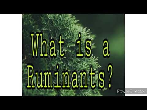 What is Ruminant?