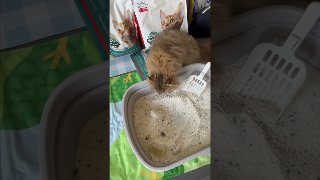 Hey cat mamas, don’t scroll! Ditch dusty, stinky litter—rock-hard clumps, no stick, fresh scent.