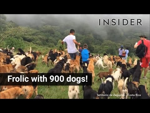 Frolic With 900 Dogs In Costa Rica
