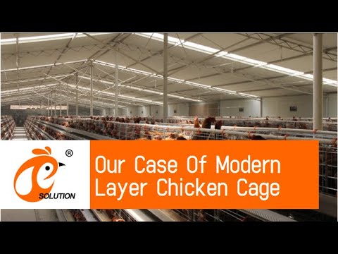 Chicken Cage For sale In Lagos I Layer Chicken Cage Design I Battery Cage System In Poultry Farm