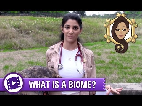 What Is A Biome?