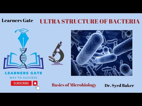 Ultra structure of bacteria cell wall