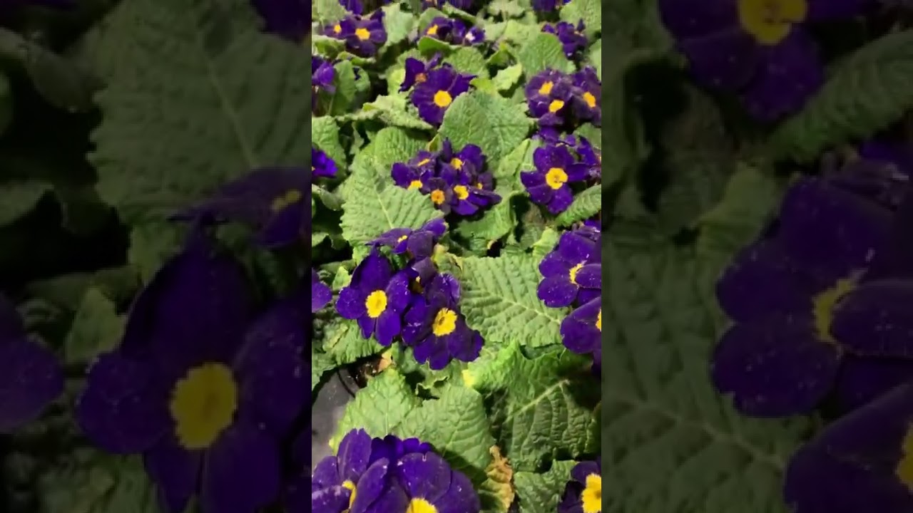 English Primrose Blue | Home Depot Finds | #shorts