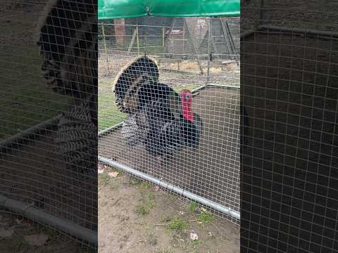 Old MacDonald had a Farm 🧑‍🌾 TURKEY! 🦃 #animals #childrensmusic #singalong #supersimple #kids