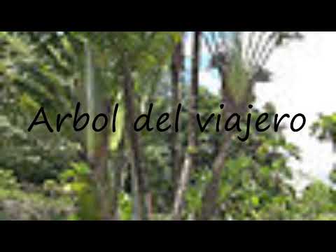 How to pronounce Arbol del viajero in Spanish?