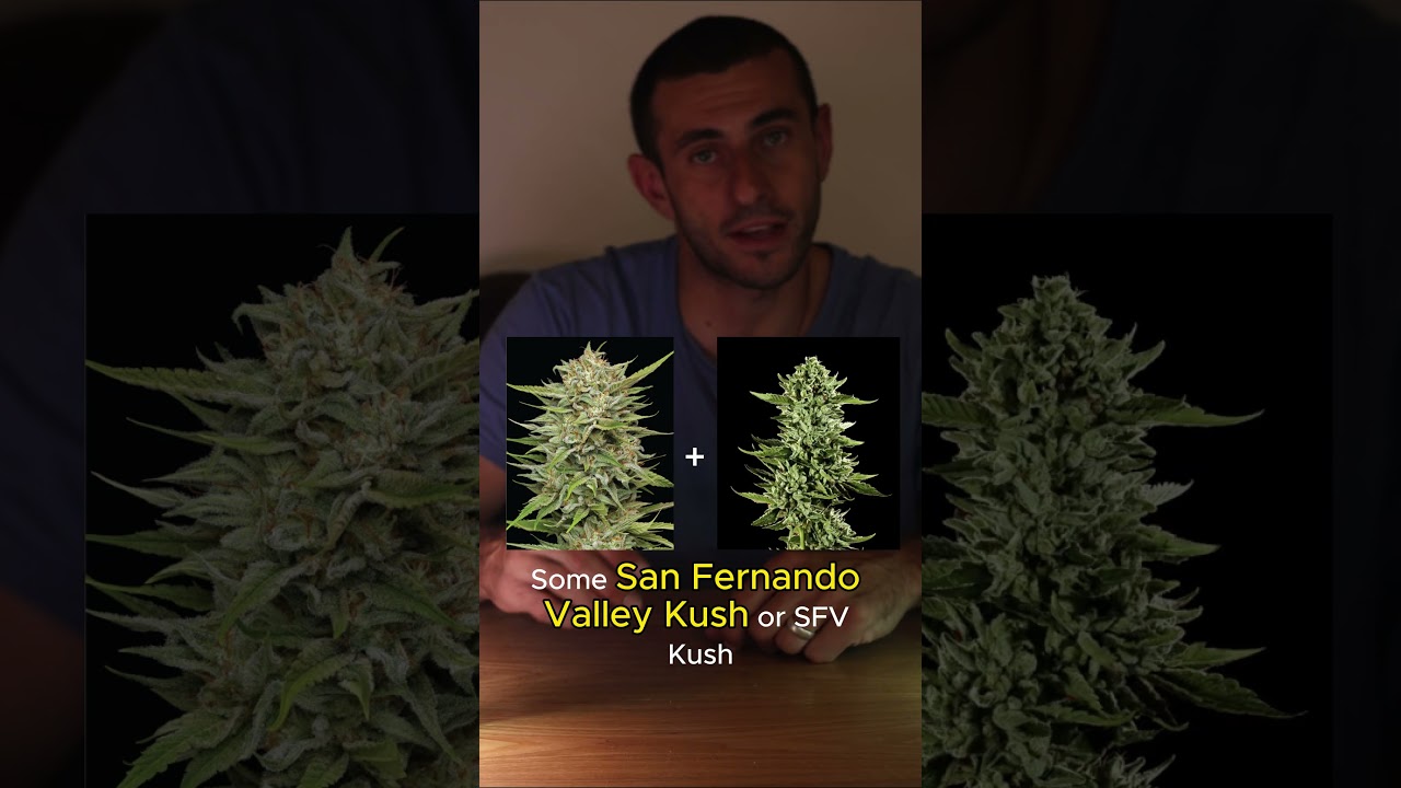 🔥 Hellfire OG Medicinal Cannabis Review Sneak Peek! 🌿