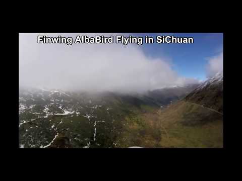 Finwinghobby Albabird flying in SiChuan Snow Mount