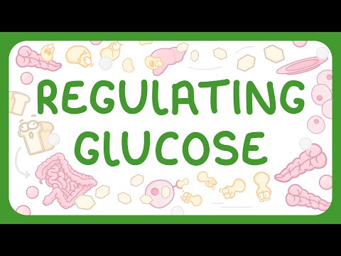 GCSE Biology - Regulating Glucose | Glucose & Glycogen & Glucagon | Blood Glucose Graphs