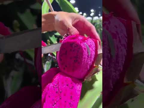 No one knows all the names of the fruits in the video.