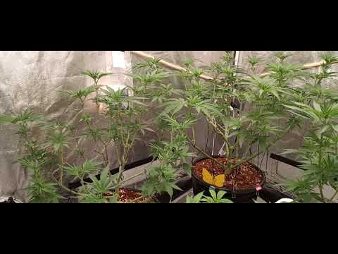 4x4, 1st day of bloom. 12/12 light cycle😎🙏🏽