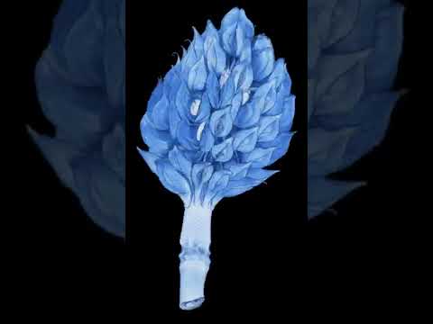 CT scan of a magnolia seed