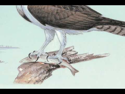 Raptors overview 2008