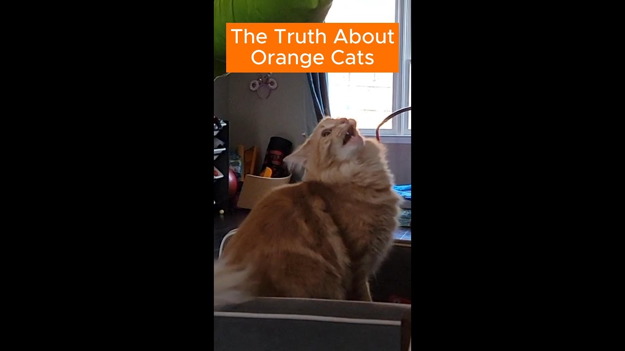 Strong evidence that all orange cats really do share one single brain cell.