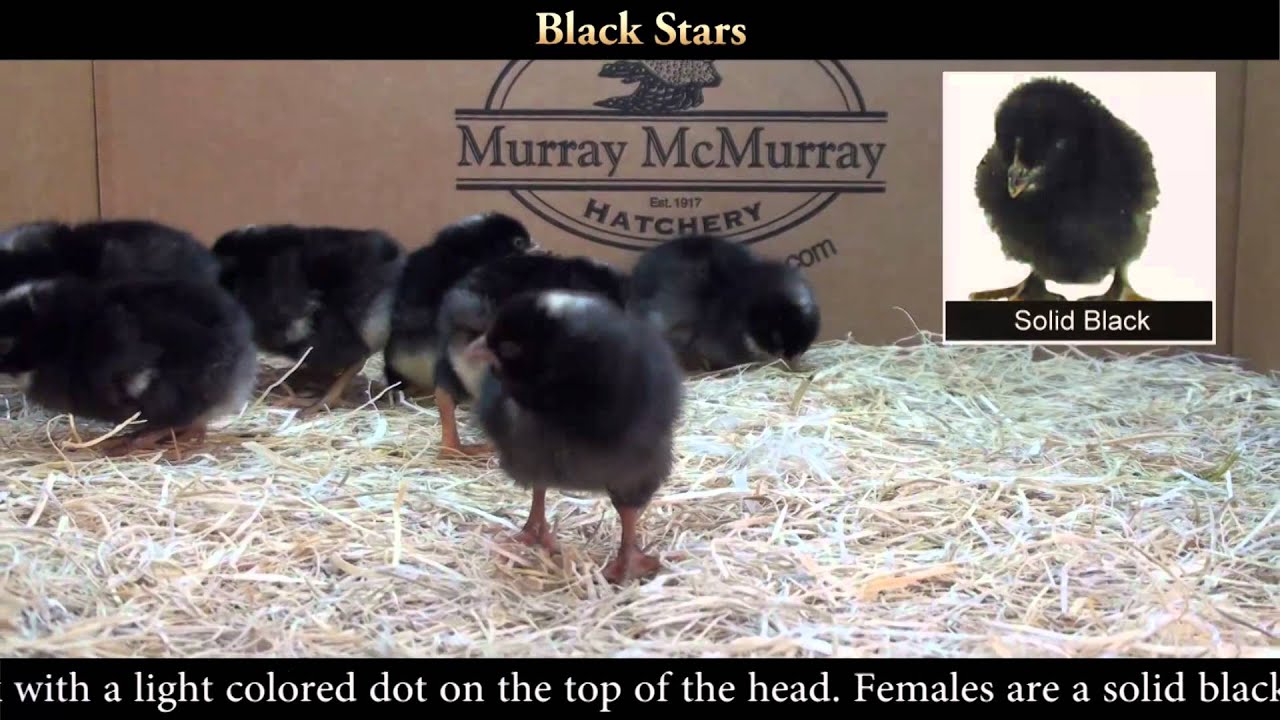 Black Star