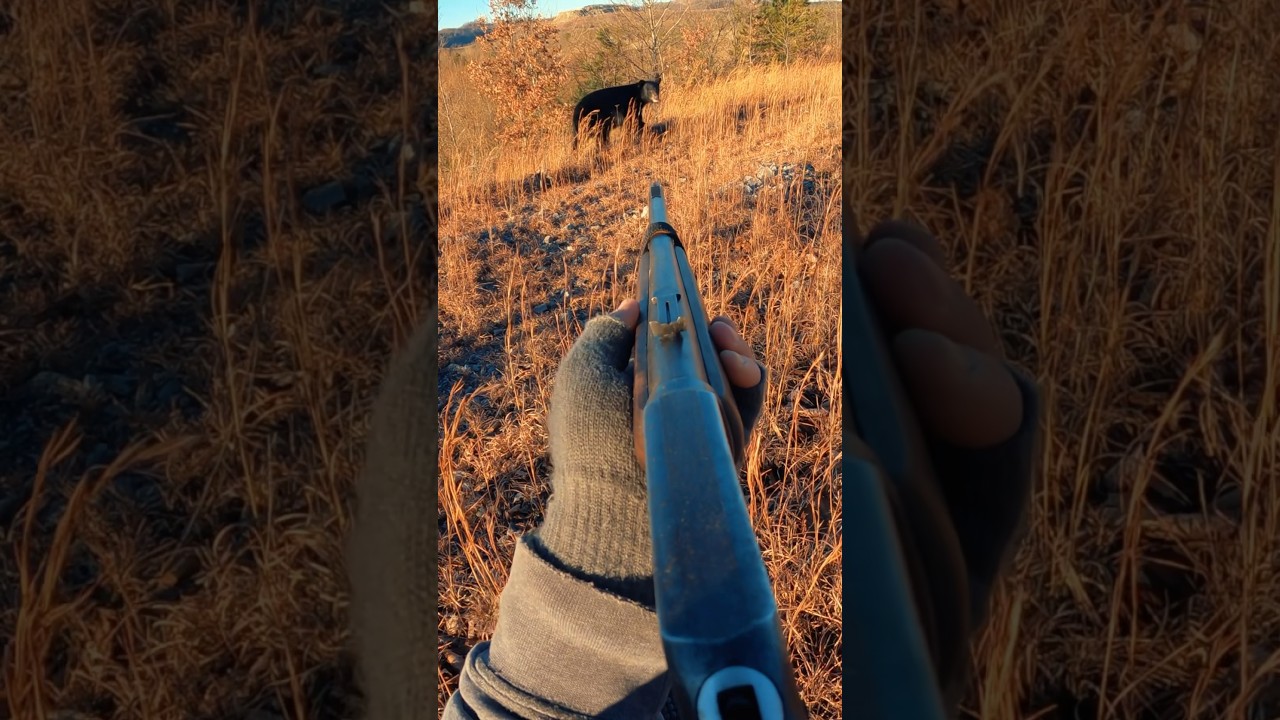 Would you shoot the bear?