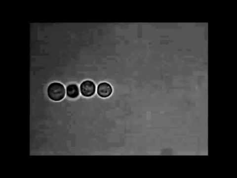 Scientific Reports : Precision Assembly of Complex Cellular Microenvironments using Holographic...