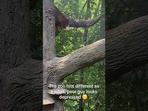 #fyp #fypシ #fypシ゚viral #depressed #sad #zoo #animallover #animals #kc #kansascity #viral #shorts