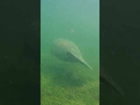 What are algae blooms?