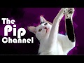 Nycchp Ascars The Fish Channel Barneyin2014 Welcome Watch HD Mp4 Video ...