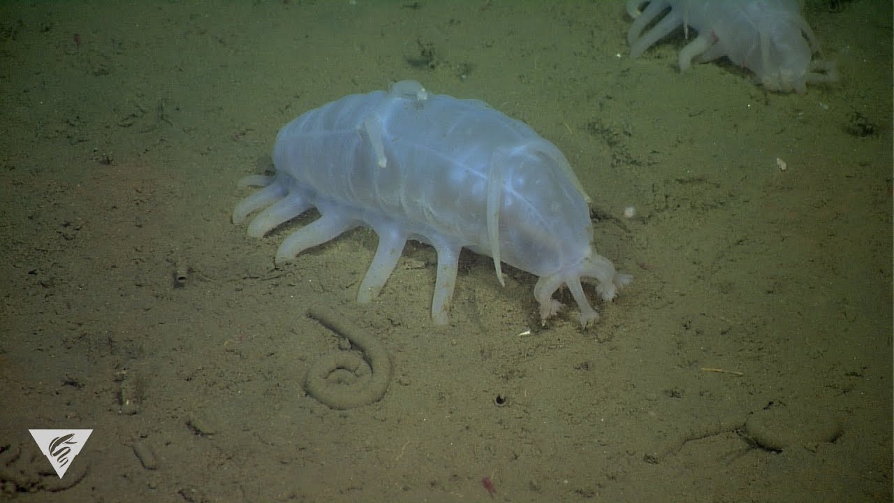 Sea pig | Animals | Monterey Bay Aquarium