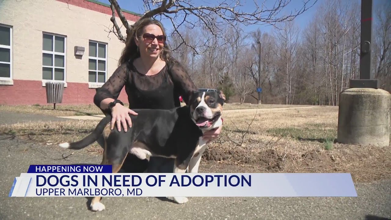 Prince George’s County dogs need urgent adoption