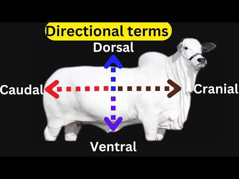 Animal Anatomy - Directional Terms // Cranial Caudal Dorsal Ventral...