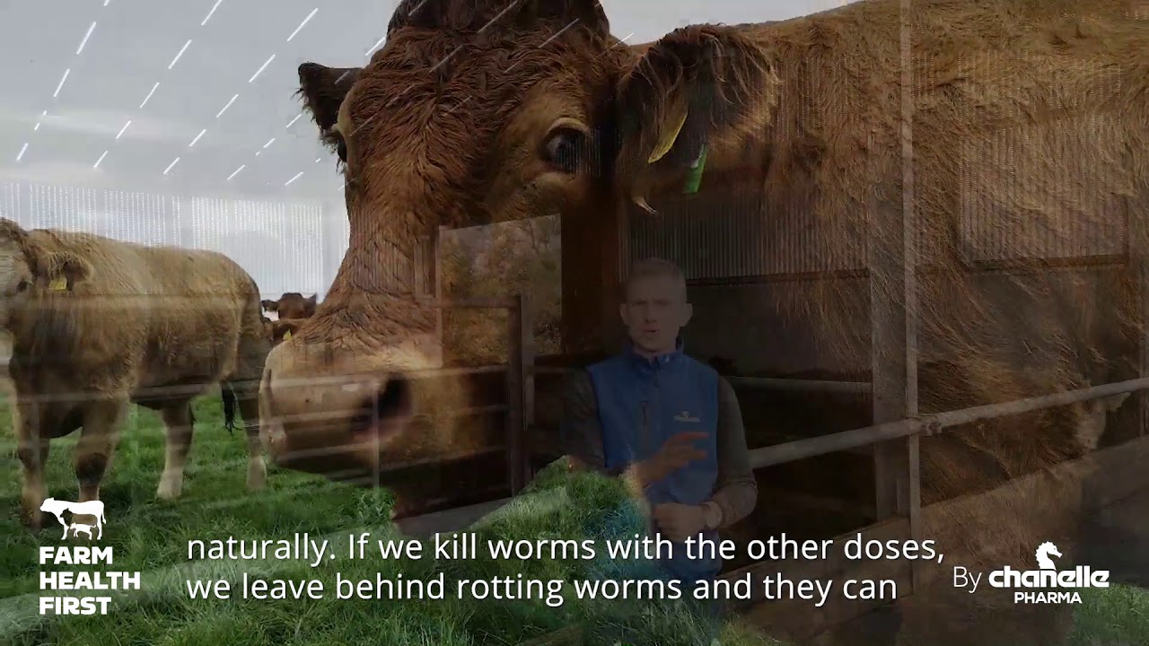 Video | Dosing Beef Cattle in the Back-End | Farm Health First
