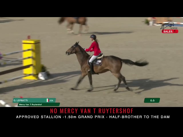 Horse Sales. Auction | Special: Penelope van't Ruytershof