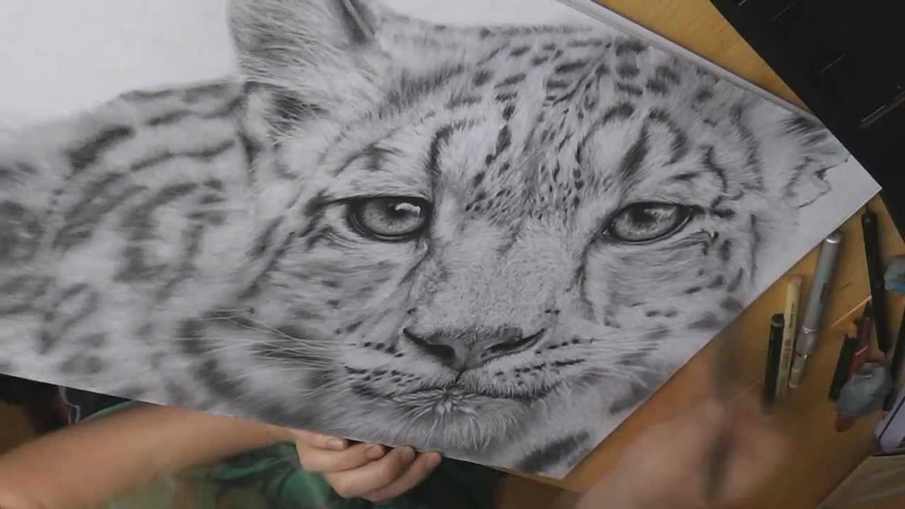Snow Leopard Time Lapse - 