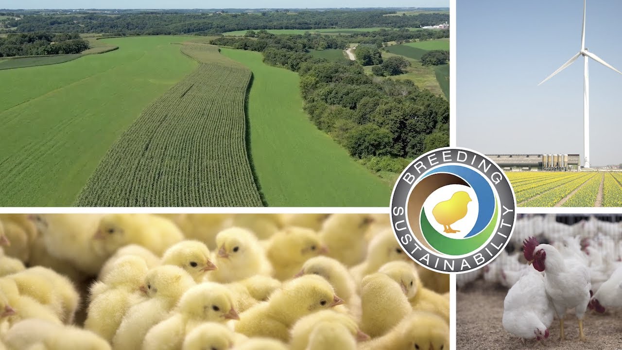Aviagen Sustainability 45-Second Video