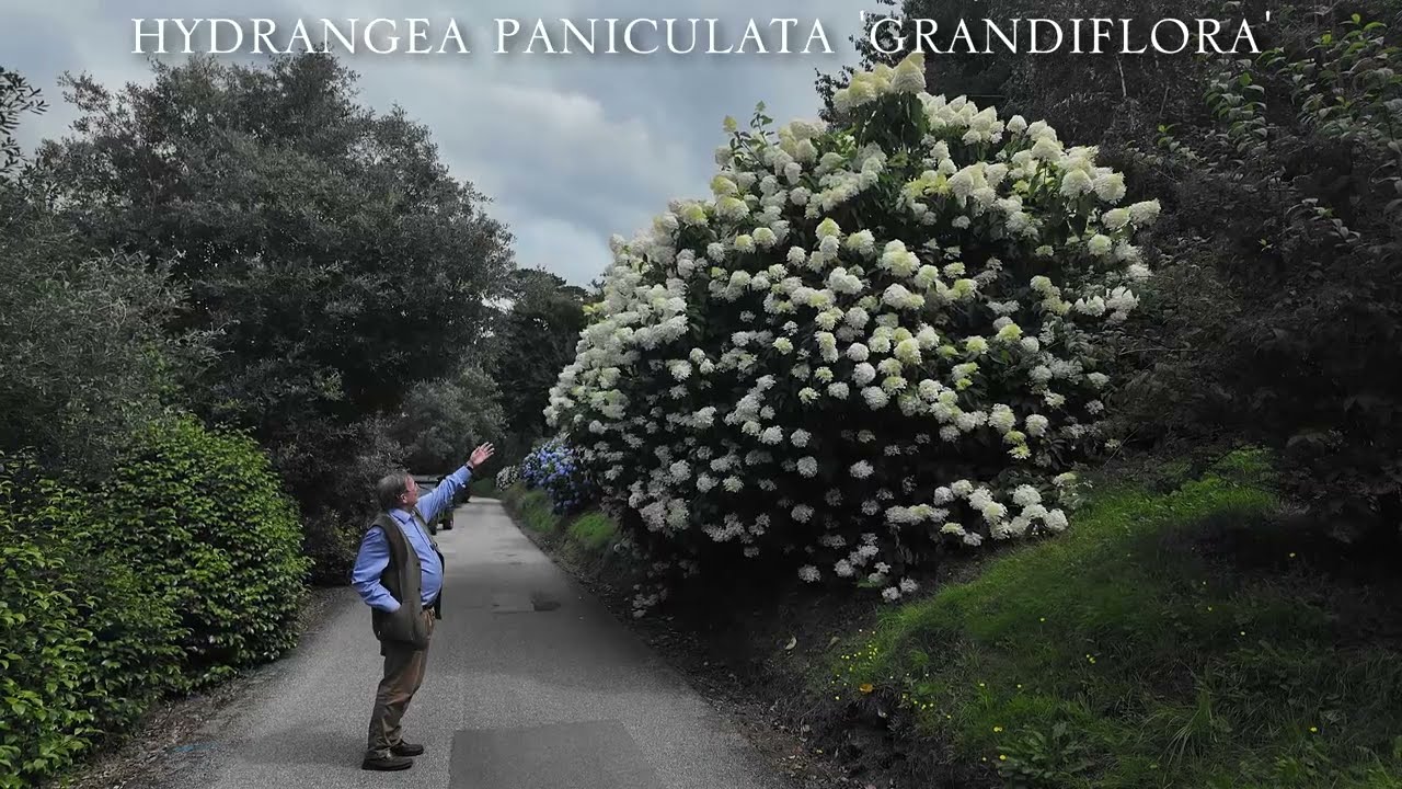 Hydrangea paniculata varieties