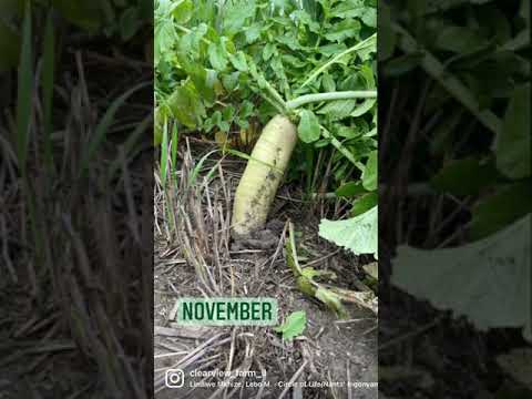Tillage Radish Lifecycle #shorts