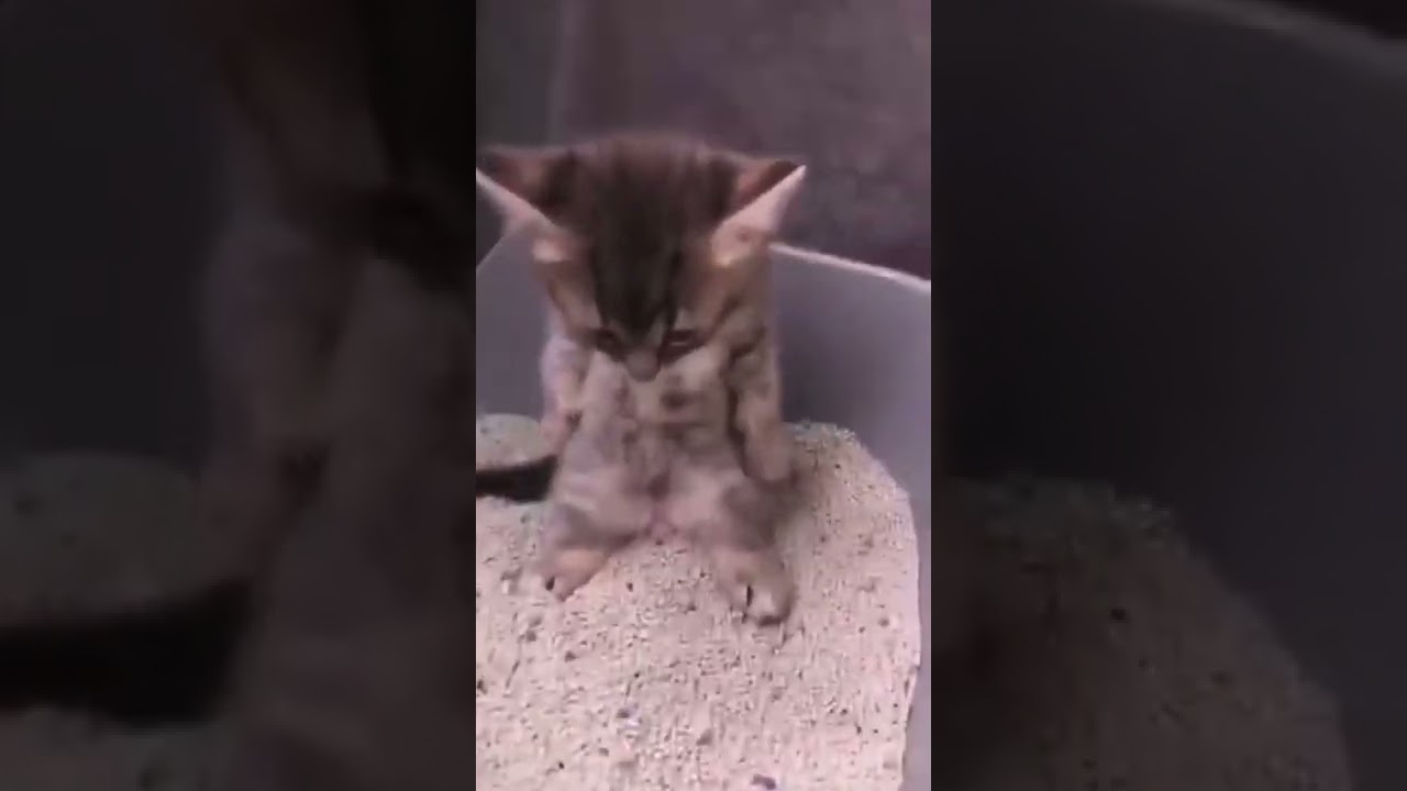 kitty standing up