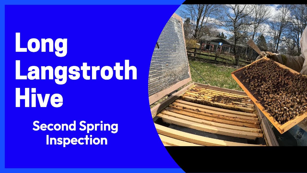 Long Langstroth: Hive Second Spring Inspection