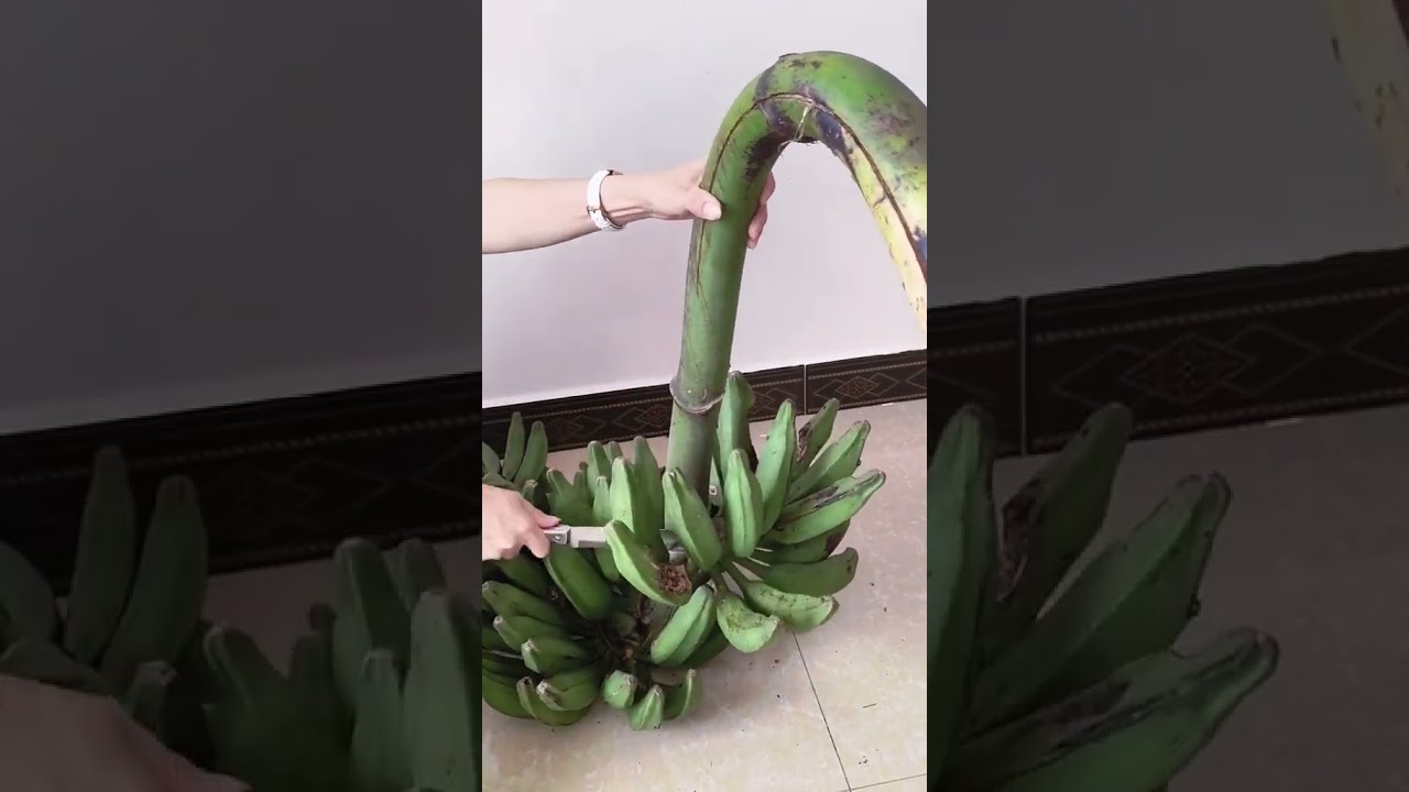 RT 80008531 mini rotary tillage and ridging all#in one tree 🌲 short view #rogator#shorts