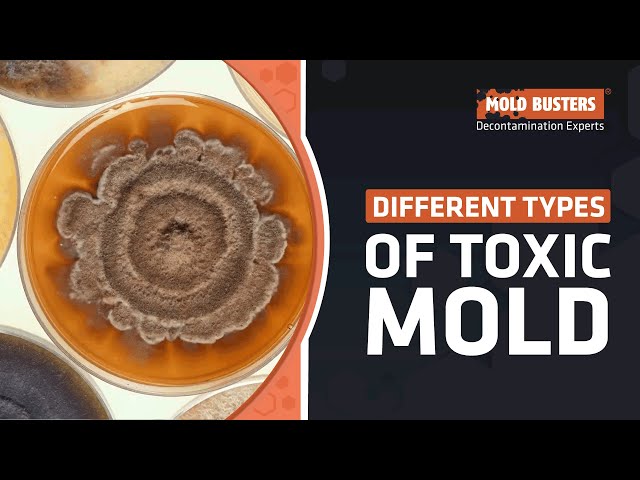 Types of Mold by Health Effects, Toxicity and Color - Mold Busters