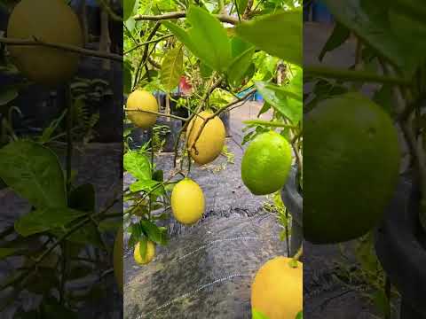 Spanish lemon 🍋 who wants it home!!!