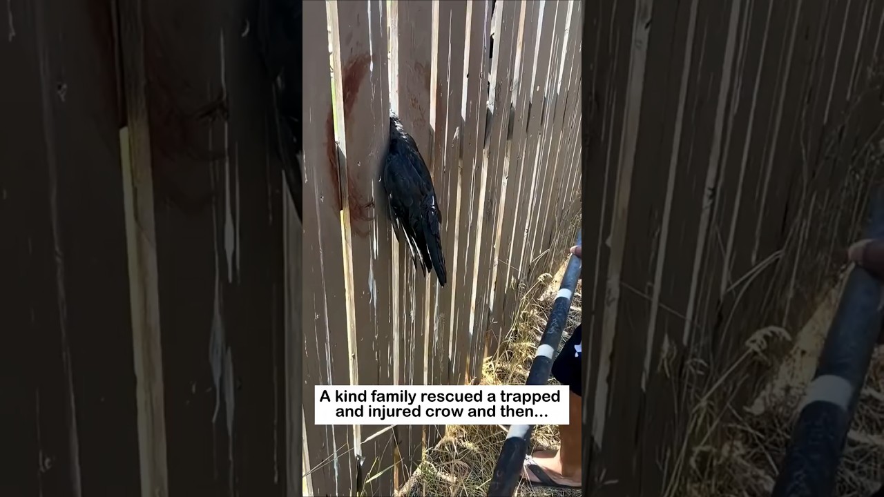 A kind family resuced a trapped and injured crow and then.....#animals #pets #dog #rescue #birds