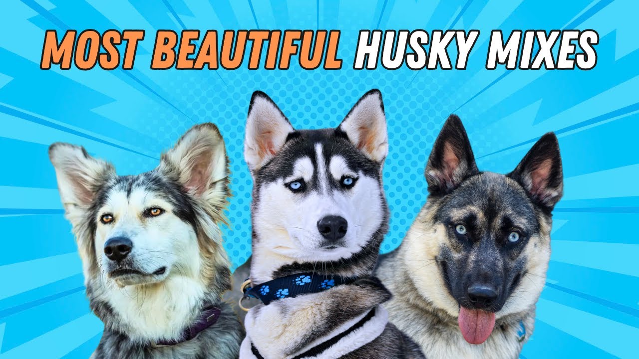 The Most Beautiful Husky Mixes You'll Ever See...
