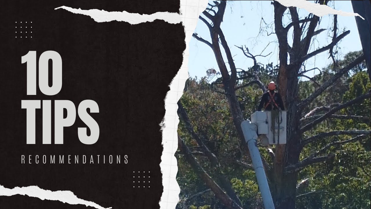 Tree Service Cheat Sheet: How to hire a Tree Service Company