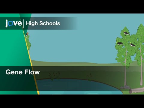 Gene Flow | Bio | Video Textbooks - Preview