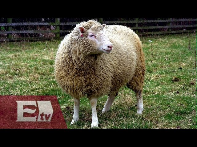Actualidad - 7 curiosidades que tal vez no conoces sobre la oveja Dolly